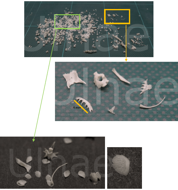 Osteodermos – Osteología de fauna salvaje