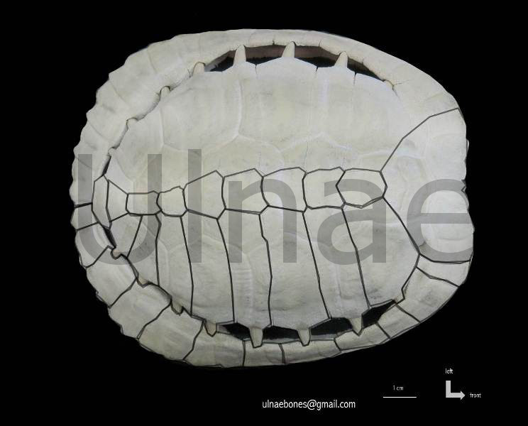 Caparazón de tortugas – Osteología de fauna salvaje