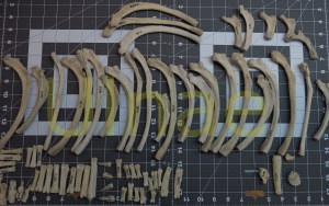 Revisiones osteológicas – Osteología de fauna salvaje